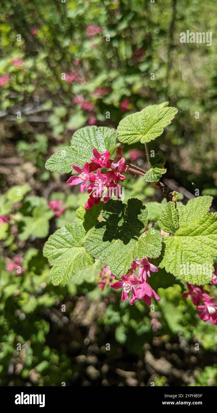 Red-flowering Currant (Ribes sanguineum Stock Photo - Alamy