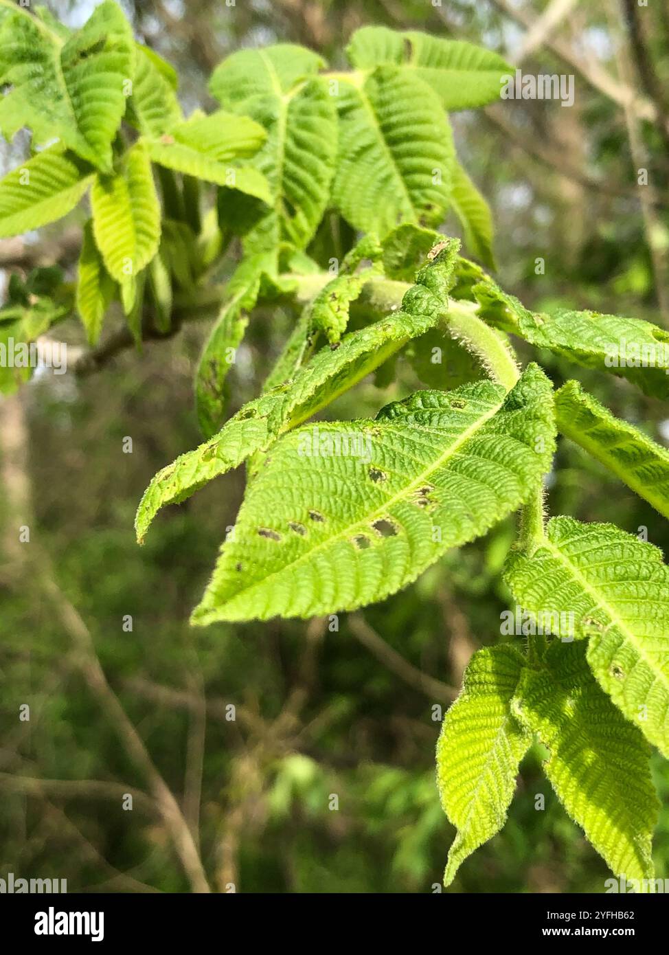 bitternut hickory (Carya cordiformis Stock Photo - Alamy