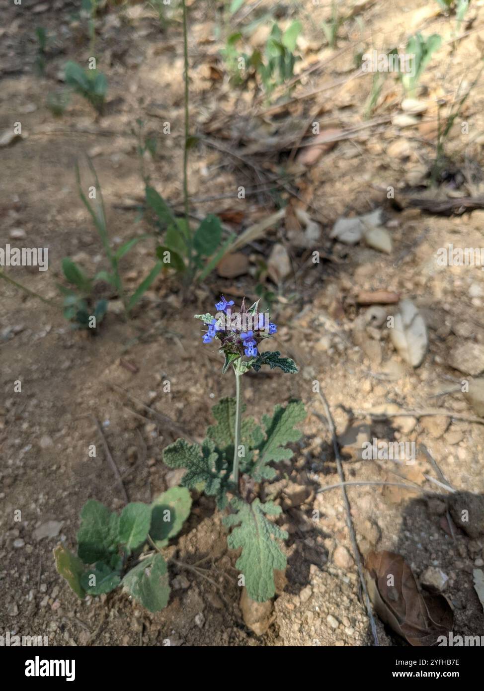 Chia (Salvia columbariae Stock Photo - Alamy