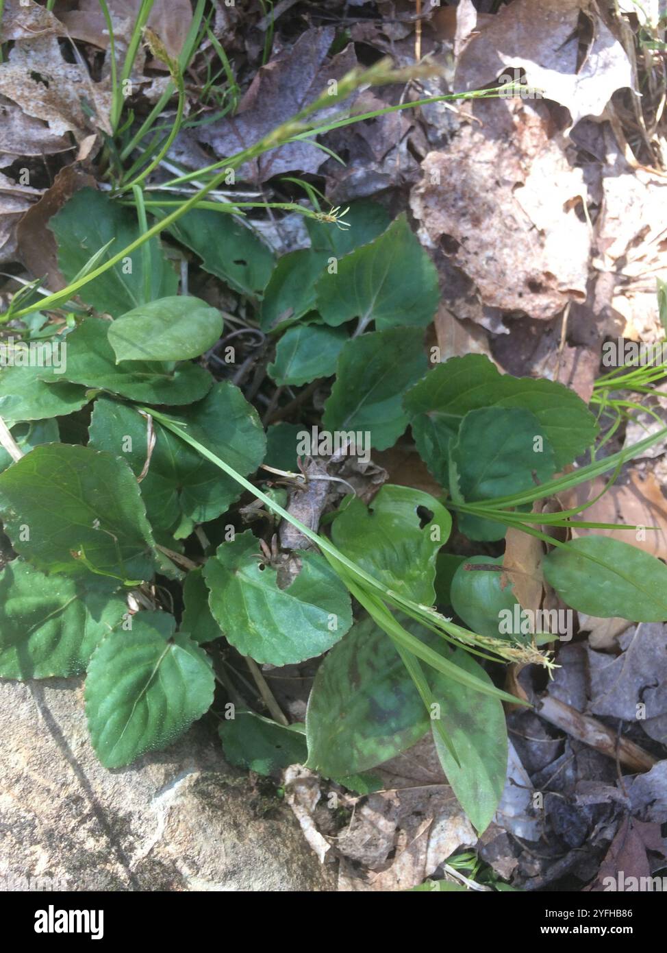 Viola rotundifolia hi-res stock photography and images - Alamy