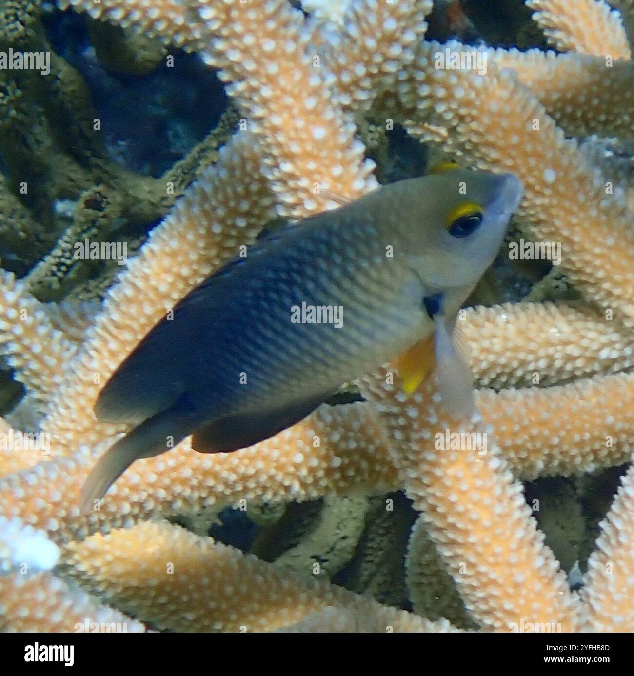 Threespot Damselfish (Stegastes planifrons Stock Photo - Alamy