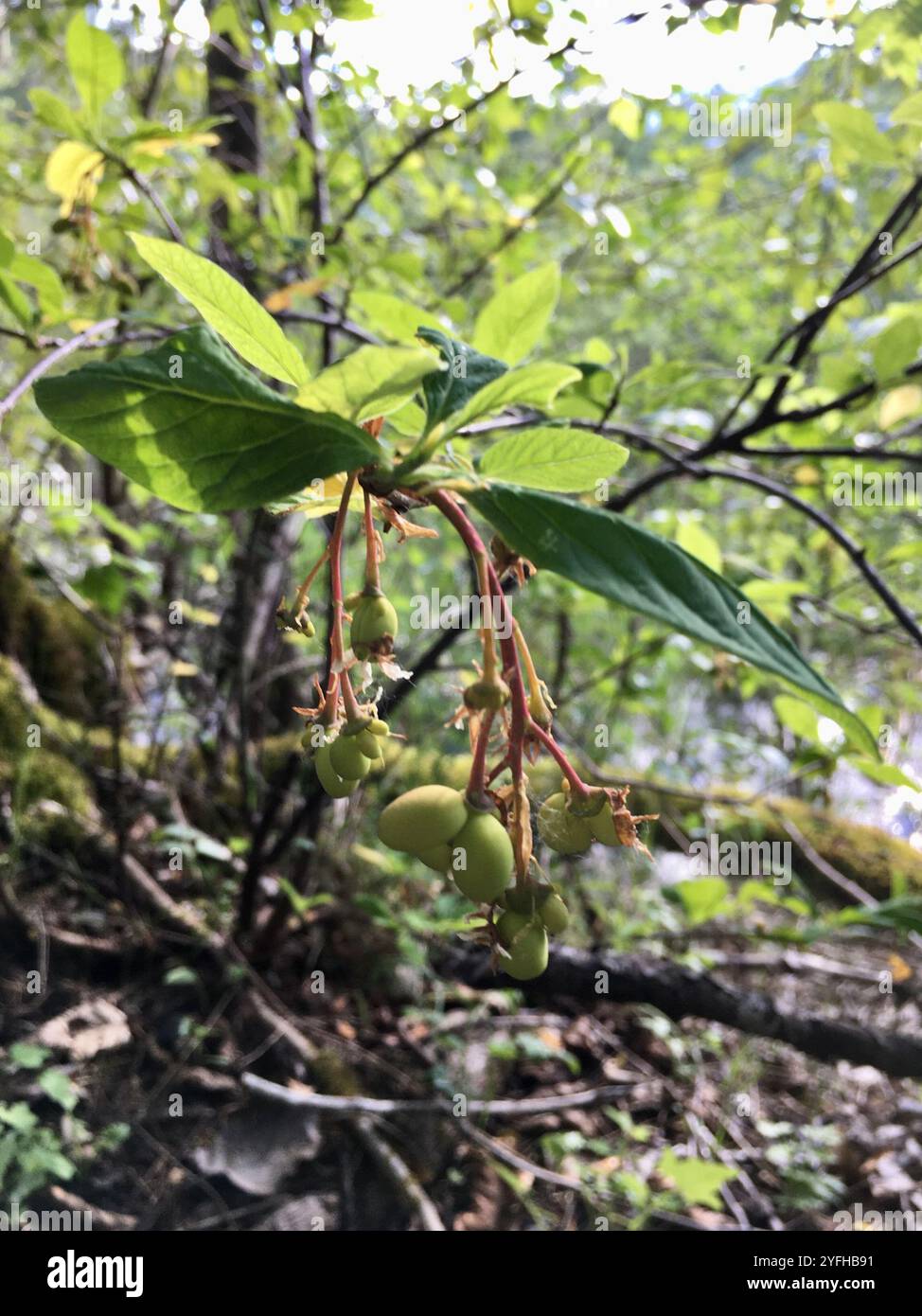 Osoberry (Oemleria cerasiformis Stock Photo - Alamy