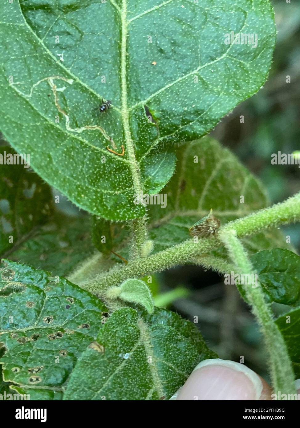 devil's needles (Solanum stelligerum Stock Photo - Alamy
