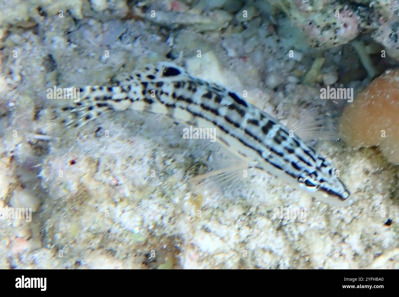 Harlequin Bass (Serranus tigrinus Stock Photo - Alamy