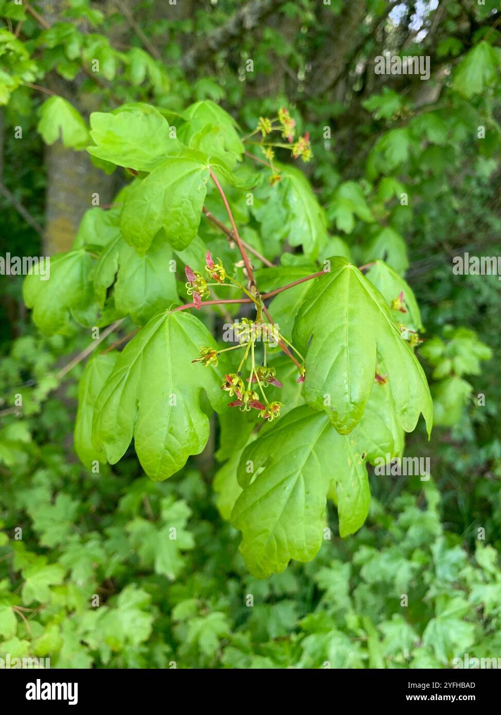 field maple (Acer campestre Stock Photo - Alamy