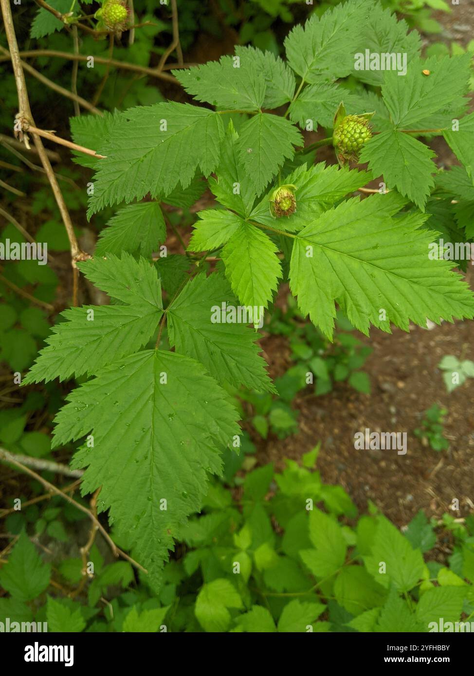Salmonberry (Rubus spectabilis Stock Photo - Alamy