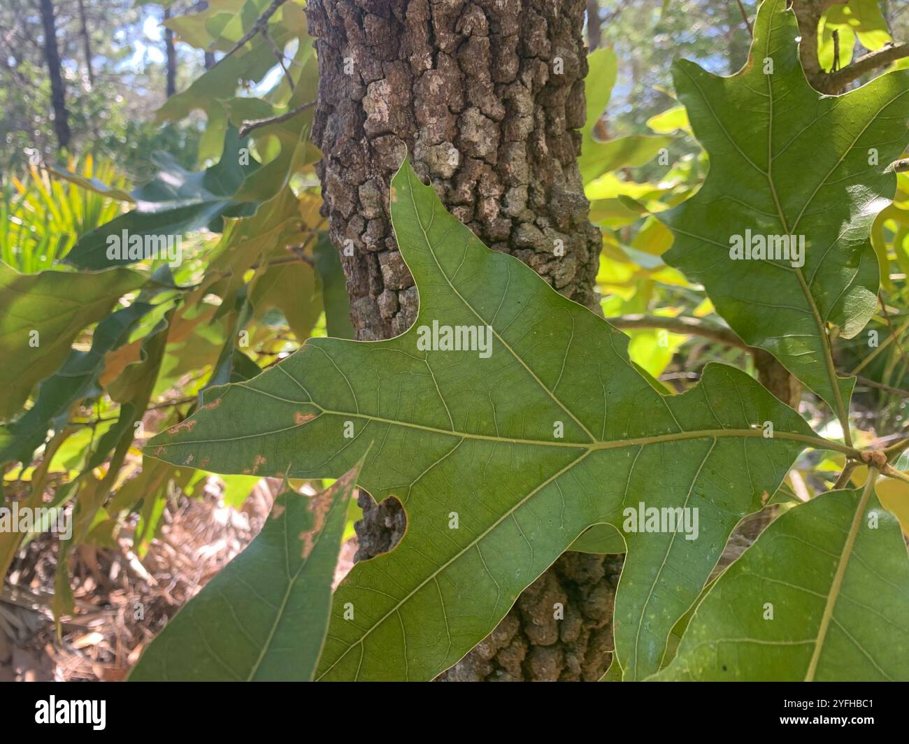 American turkey oak (Quercus laevis Stock Photo - Alamy