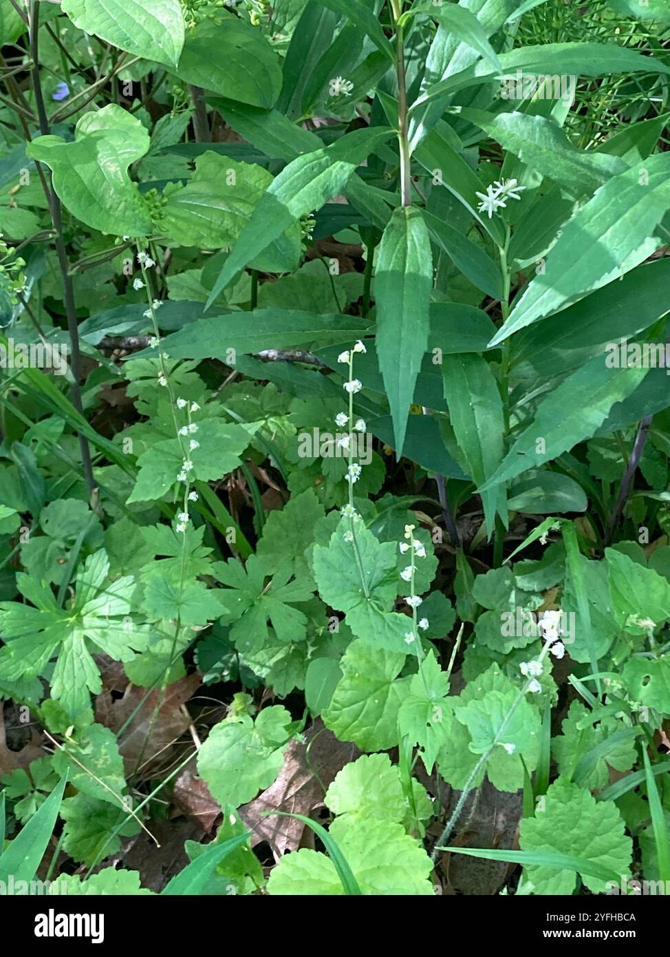 twoleaf miterwort (Mitella diphylla Stock Photo - Alamy