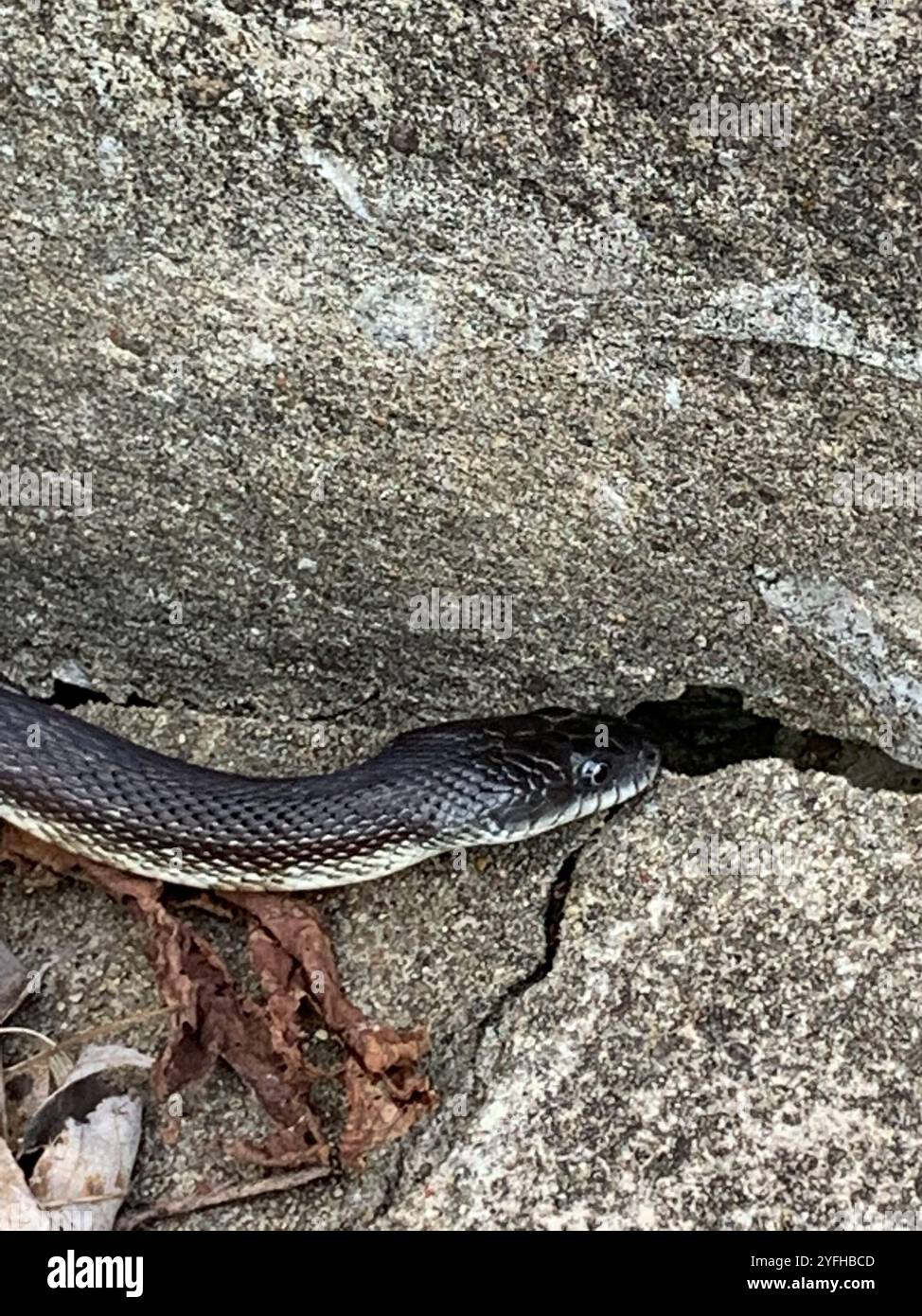 Gray Ratsnake (Pantherophis spiloides Stock Photo - Alamy