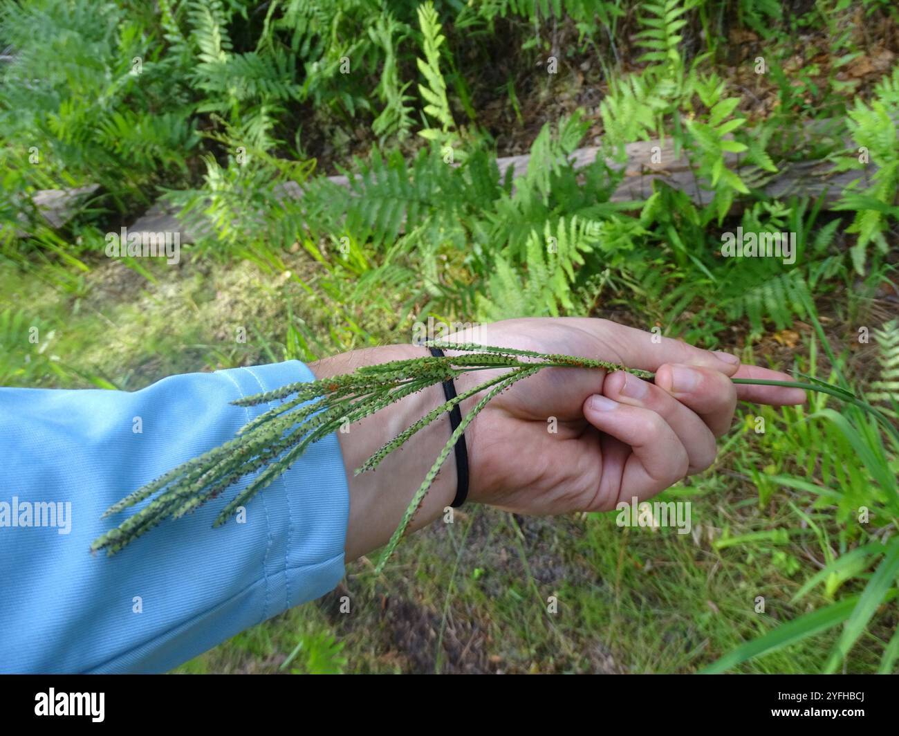 Vasey Grass (Paspalum urvillei Stock Photo - Alamy
