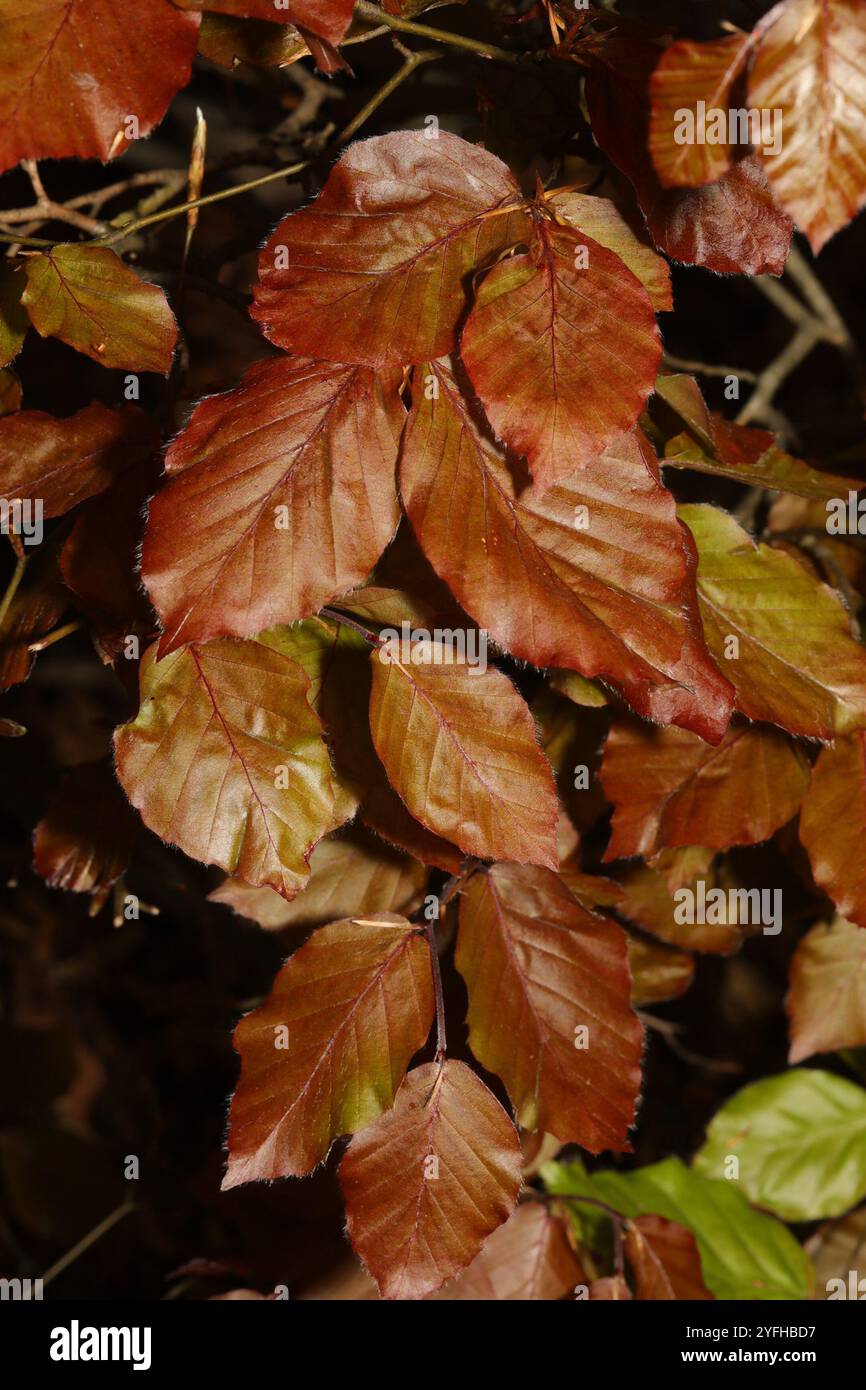 European beech (Fagus sylvatica Stock Photo - Alamy