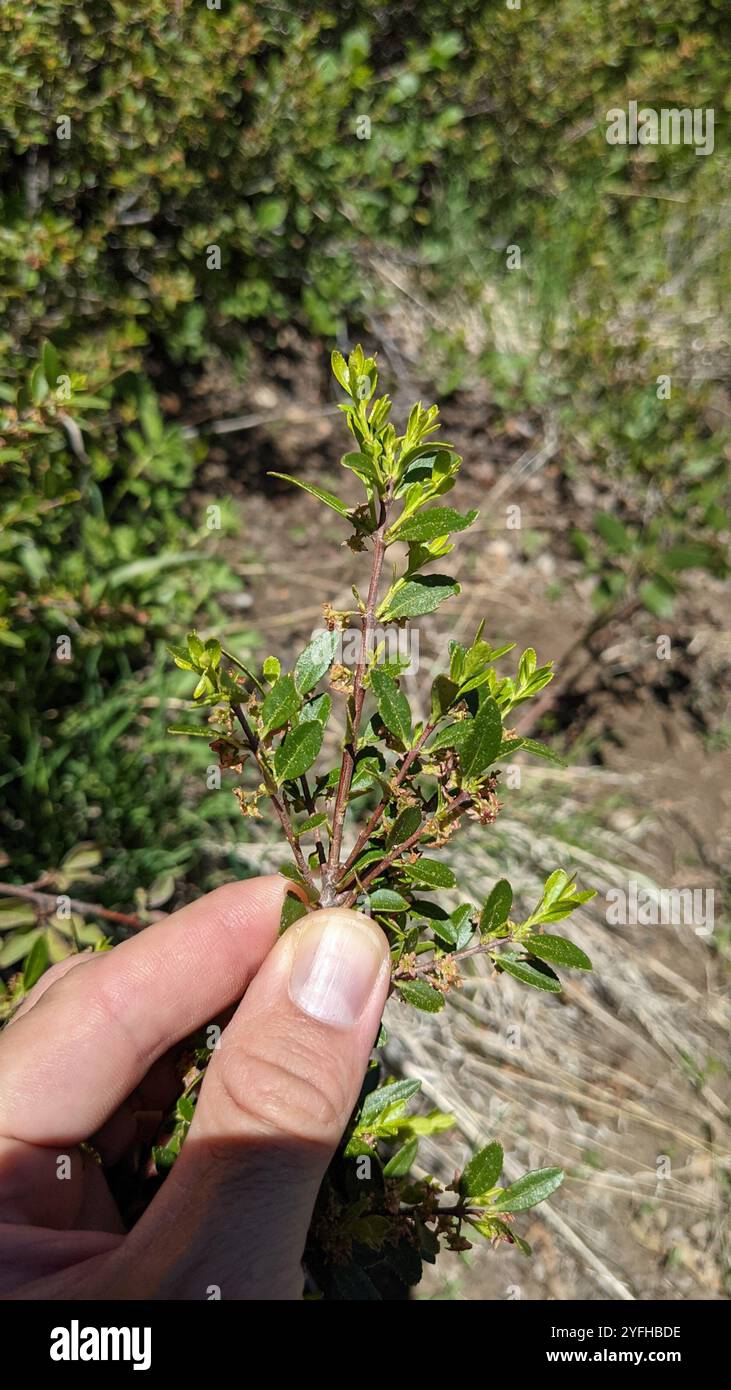 Oregon Boxwood (Paxistima myrsinites Stock Photo - Alamy