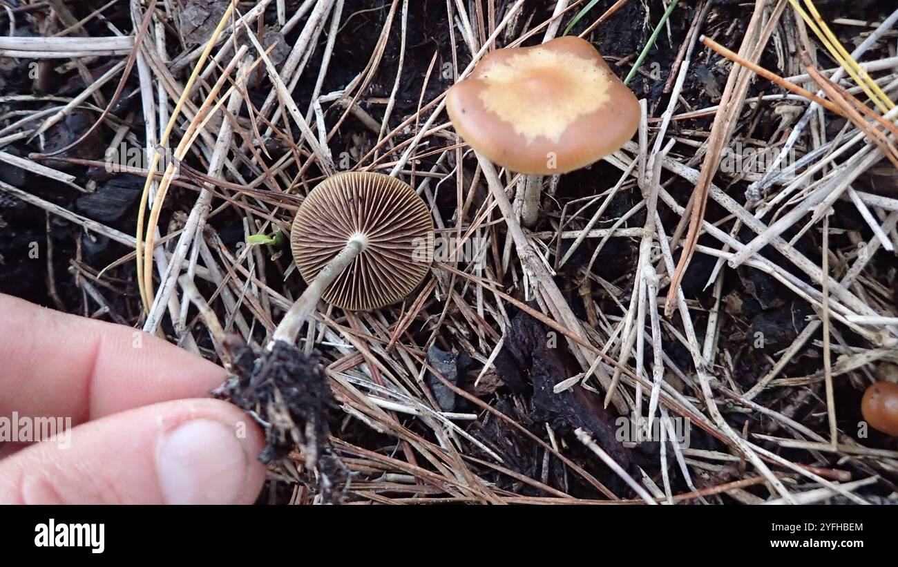 Wavy Cap (Psilocybe cyanescens Stock Photo - Alamy