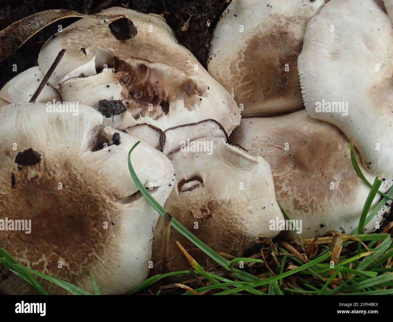Yellow Stainer (Agaricus xanthodermus Stock Photo - Alamy