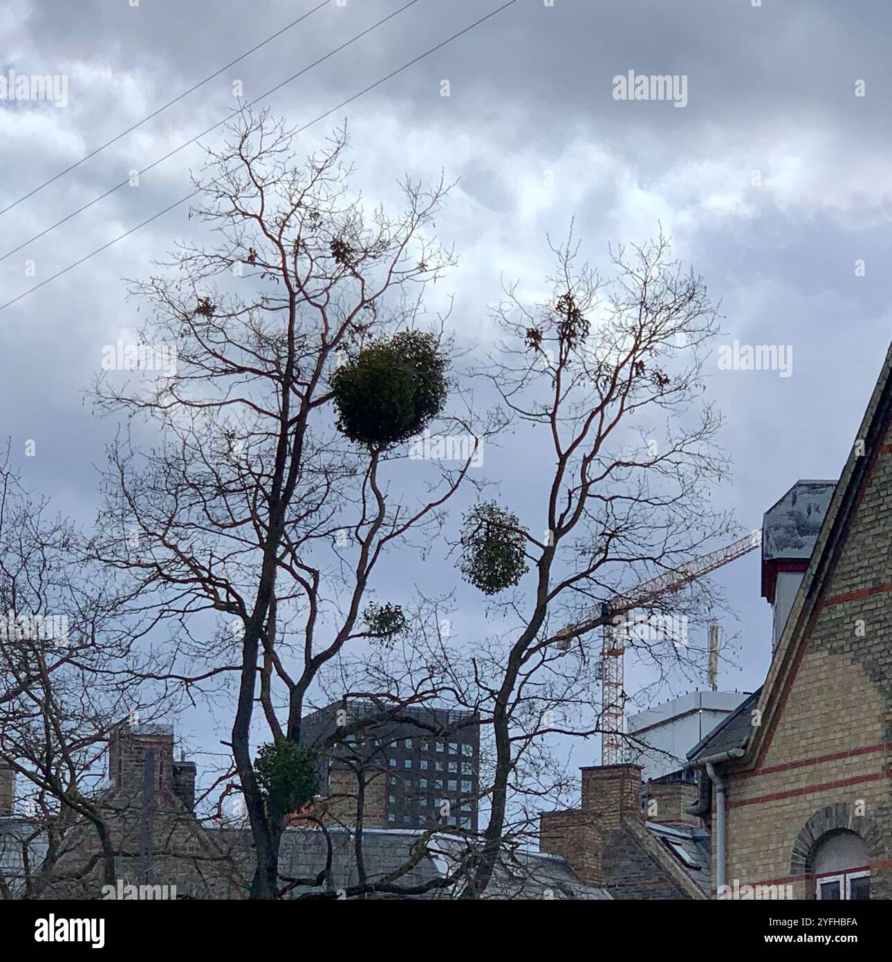 European mistletoe (Viscum album Stock Photo - Alamy