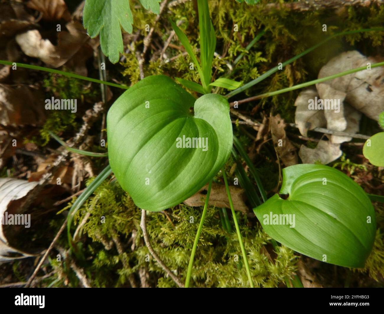 May Lily (Maianthemum bifolium Stock Photo - Alamy