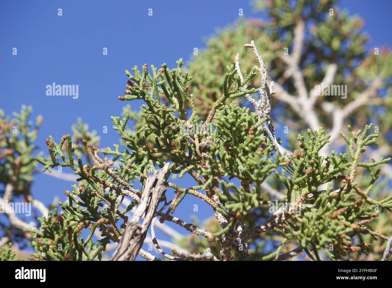 California juniper (Juniperus californica Stock Photo - Alamy