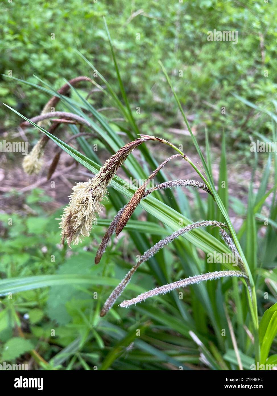 Hanging sedge (Carex pendula Stock Photo - Alamy
