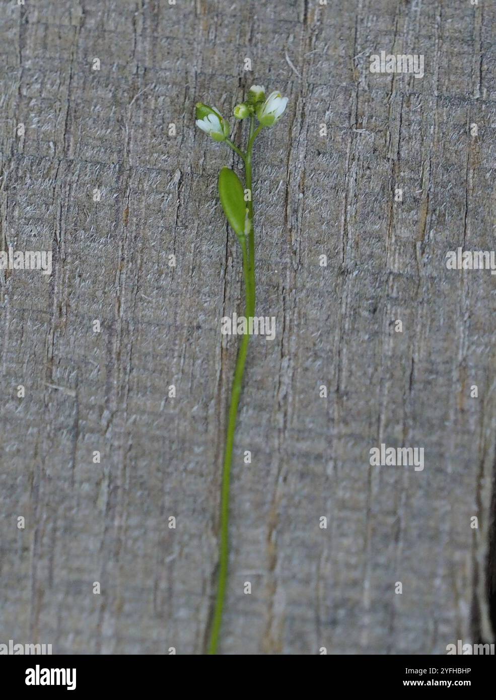 Common Whitlowgrass (Draba verna Stock Photo - Alamy