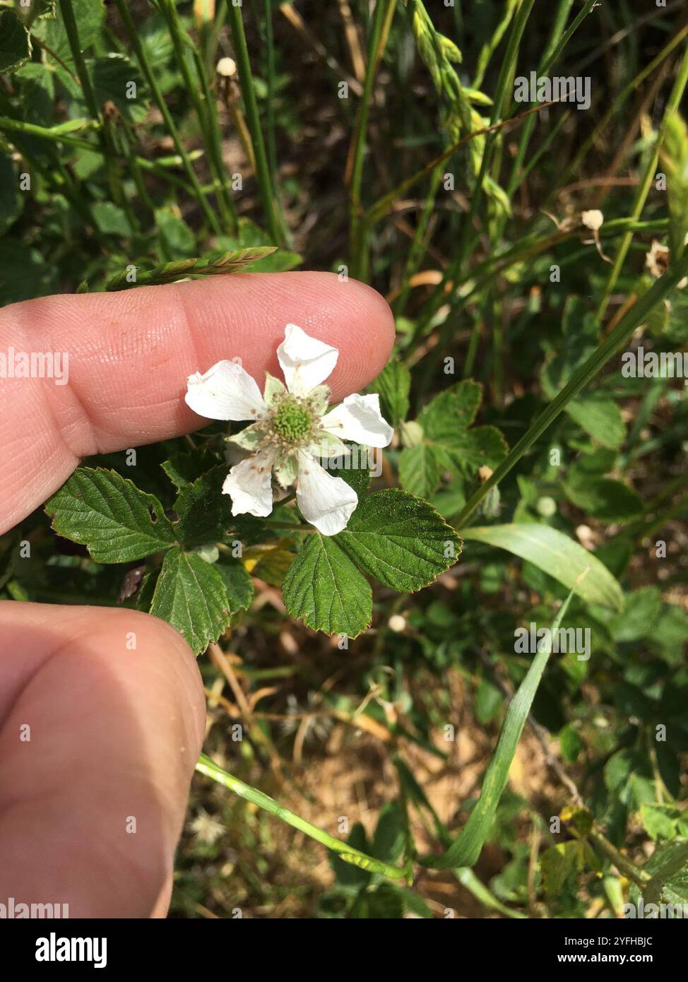 Rubus cuneifolius hi-res stock photography and images - Alamy