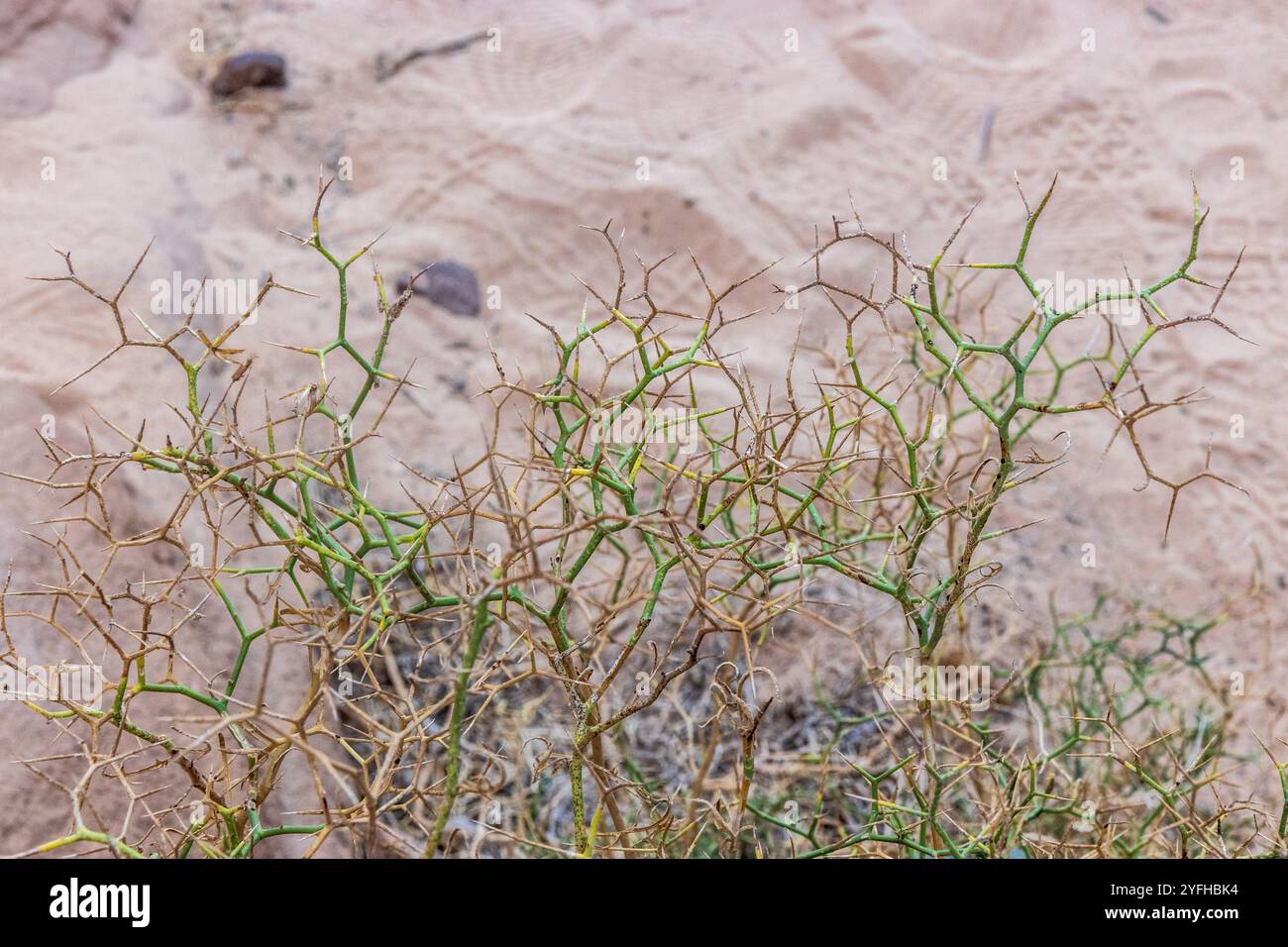 Ula hexagon hi-res stock photography and images - Alamy
