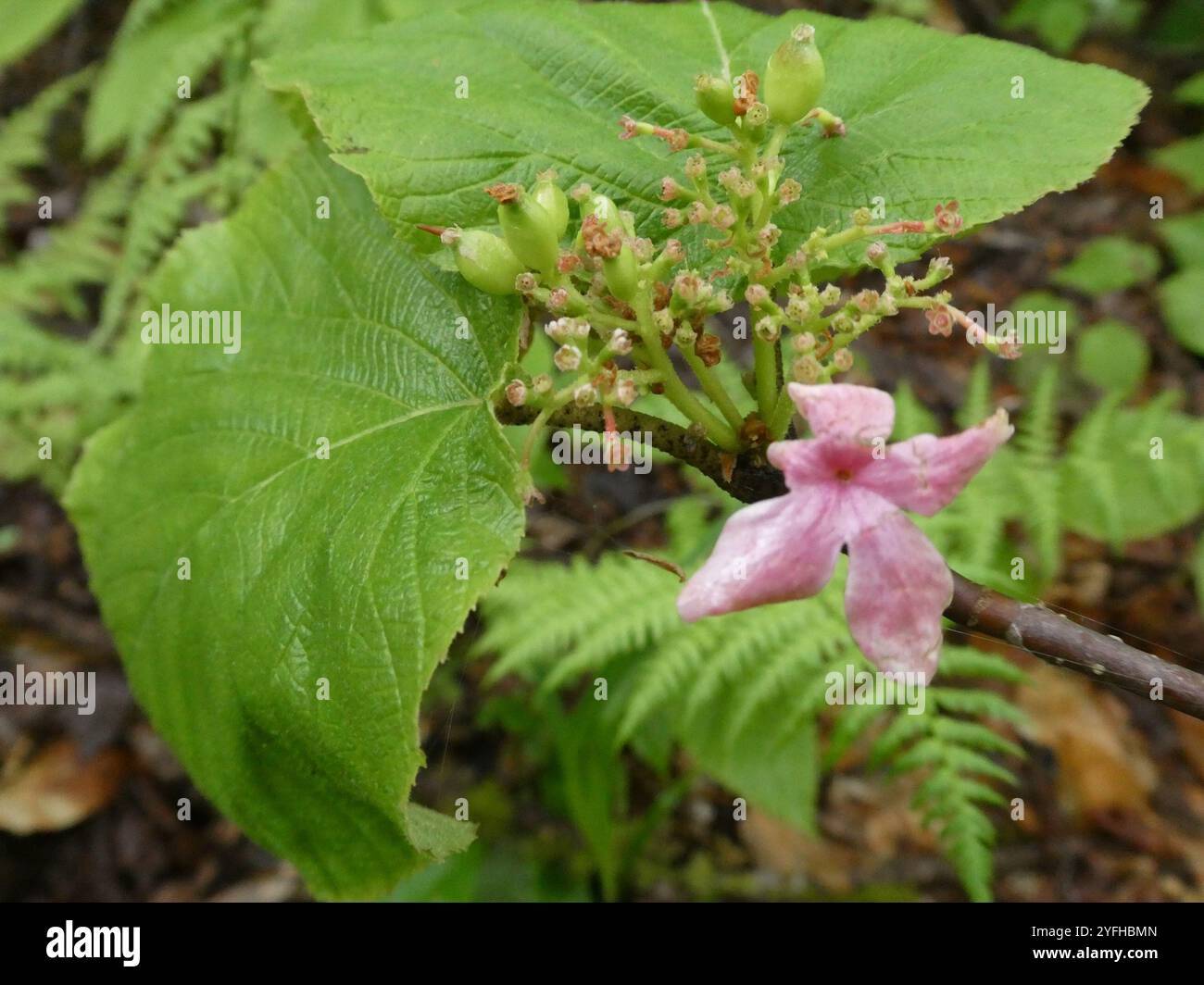 Hobblebush hi-res stock photography and images - Alamy