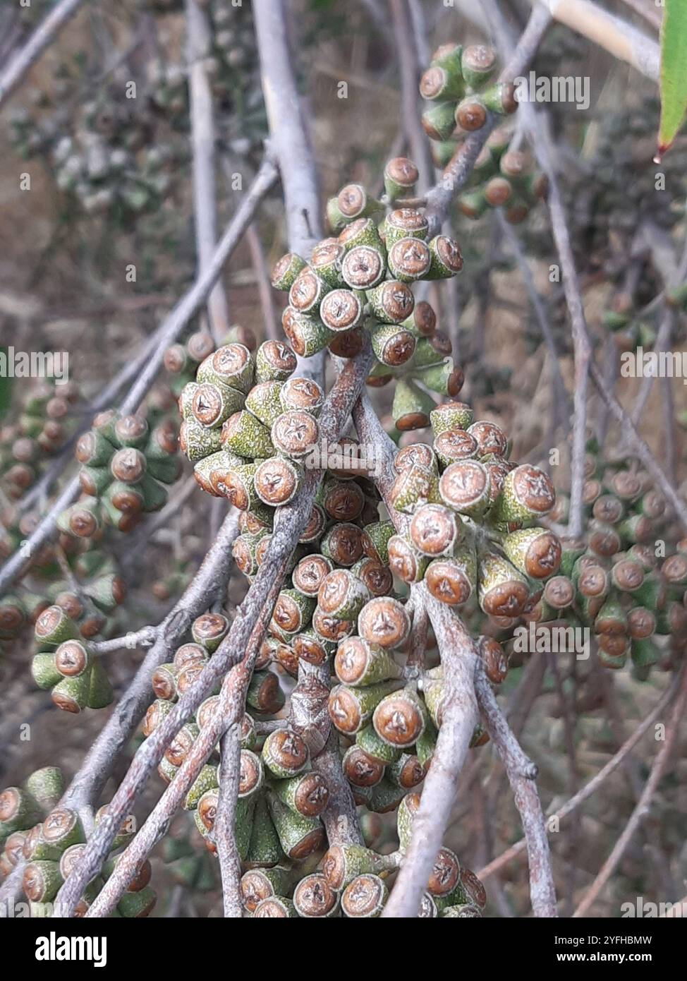 Fastigata hi-res stock photography and images - Alamy