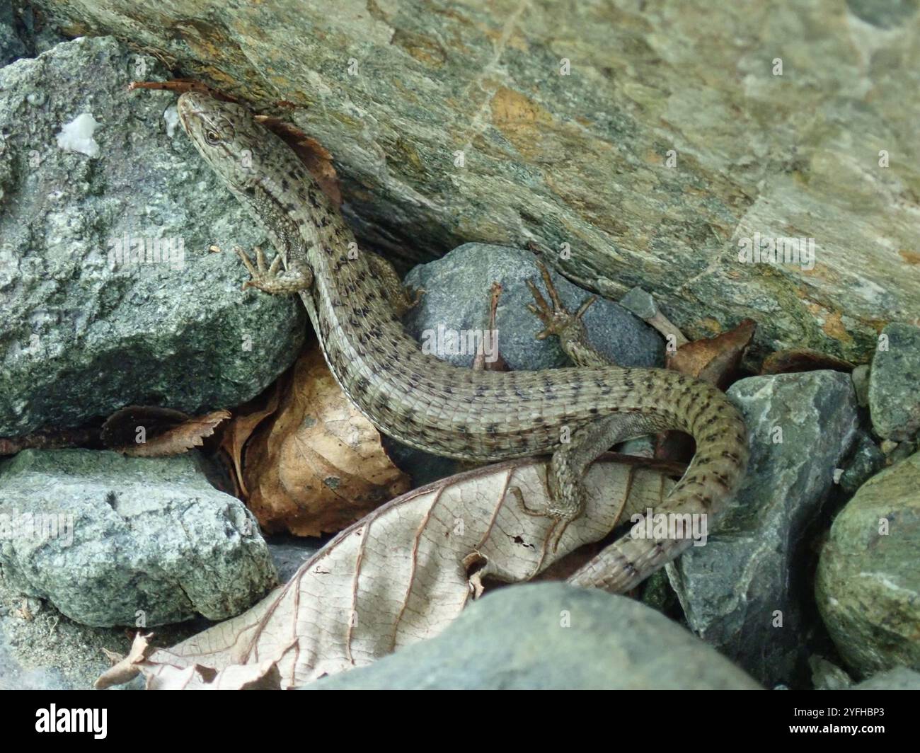 Northern Alligator Lizard (Elgaria coerulea Stock Photo - Alamy