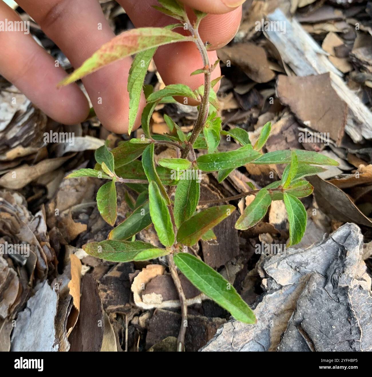 Slender Three-seeded Mercury (Acalypha gracilens Stock Photo - Alamy