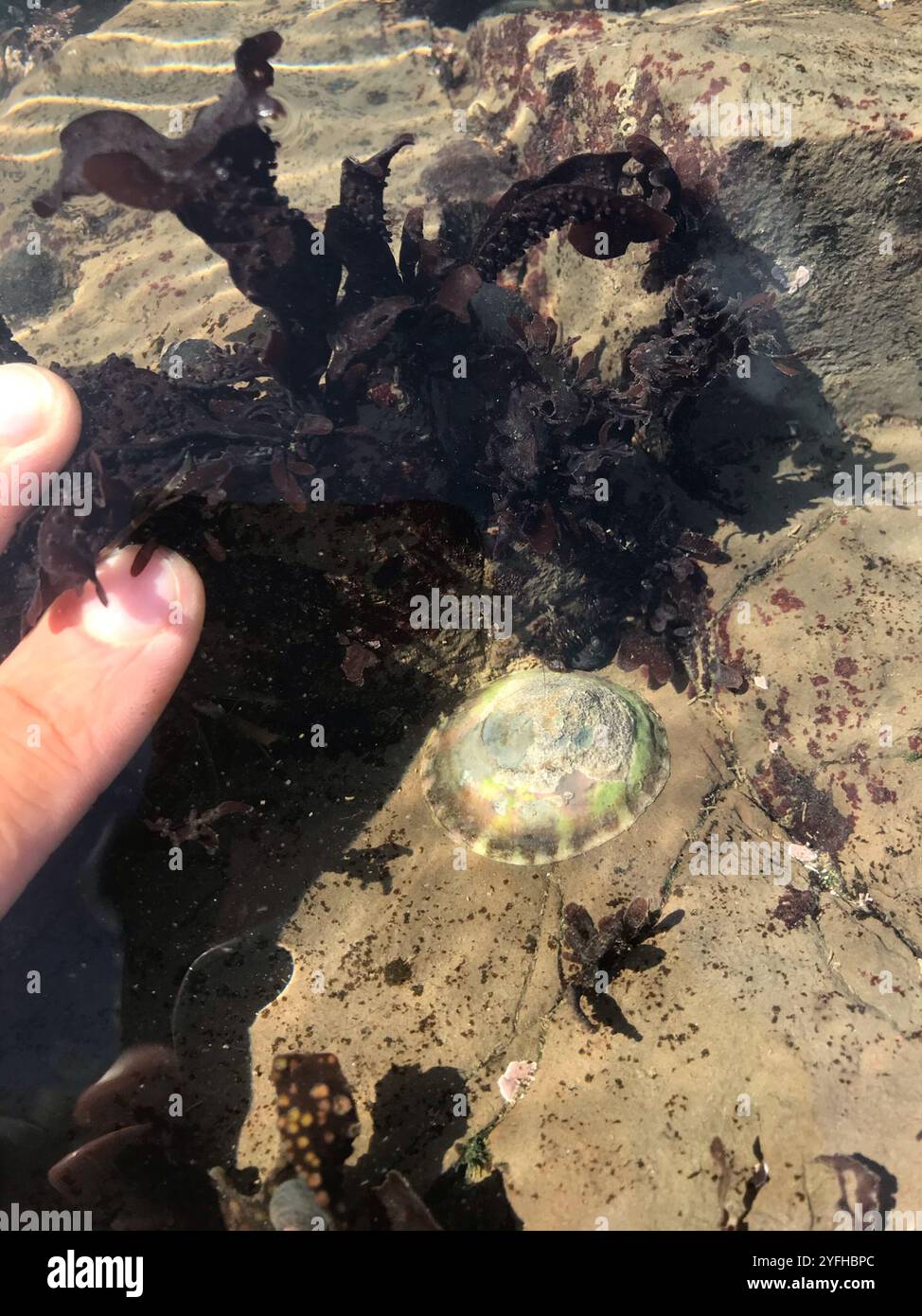 True Limpets (Patellogastropoda Stock Photo - Alamy