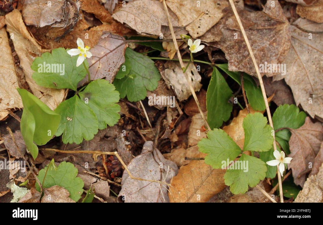 threeleaf goldthread (Coptis trifolia Stock Photo - Alamy