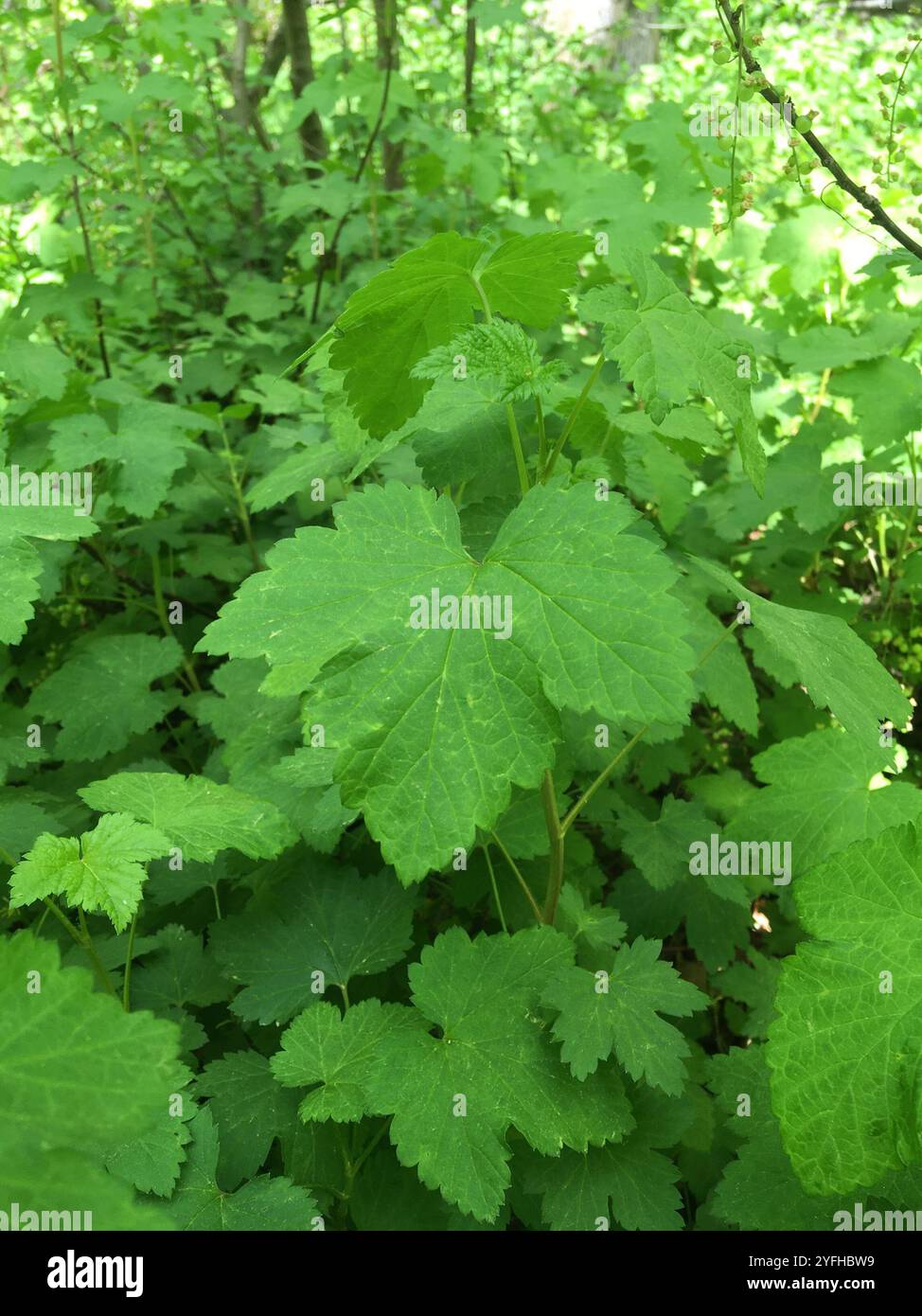 currants and gooseberries (Ribes Stock Photo - Alamy