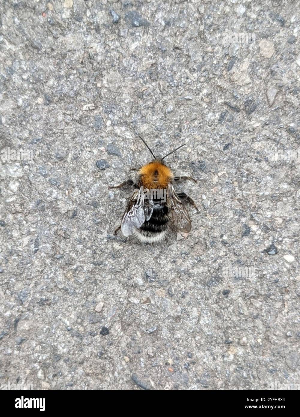 Tree Bumble Bee (Bombus hypnorum Stock Photo - Alamy