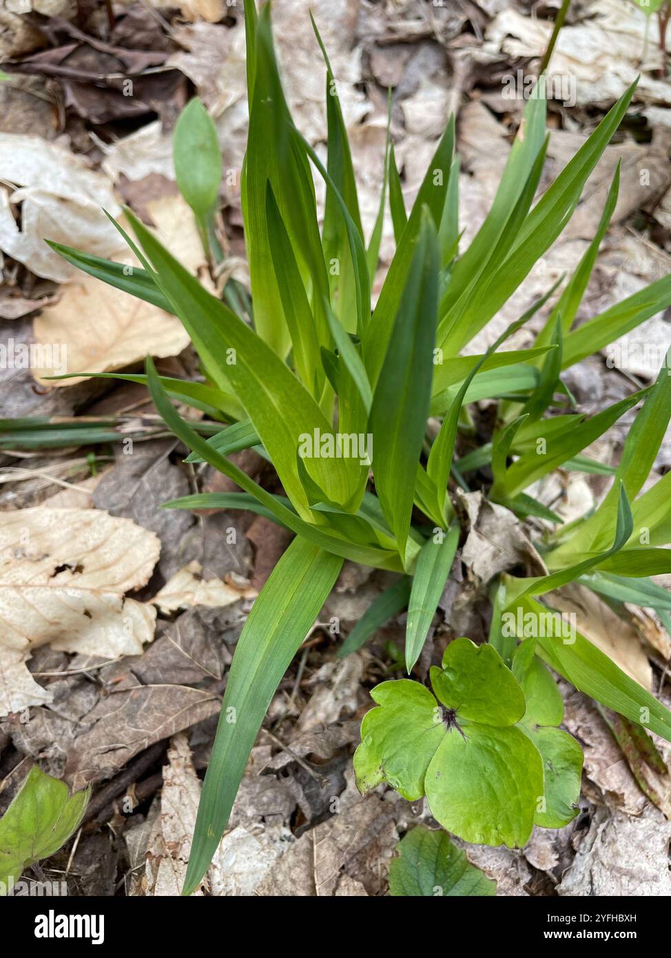 White Bear Sedge (Carex albursina Stock Photo - Alamy