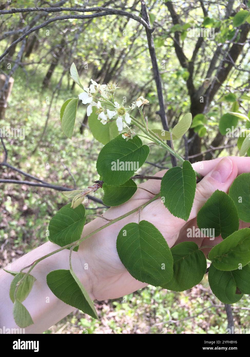 Running Serviceberry (Amelanchier stolonifera Stock Photo - Alamy