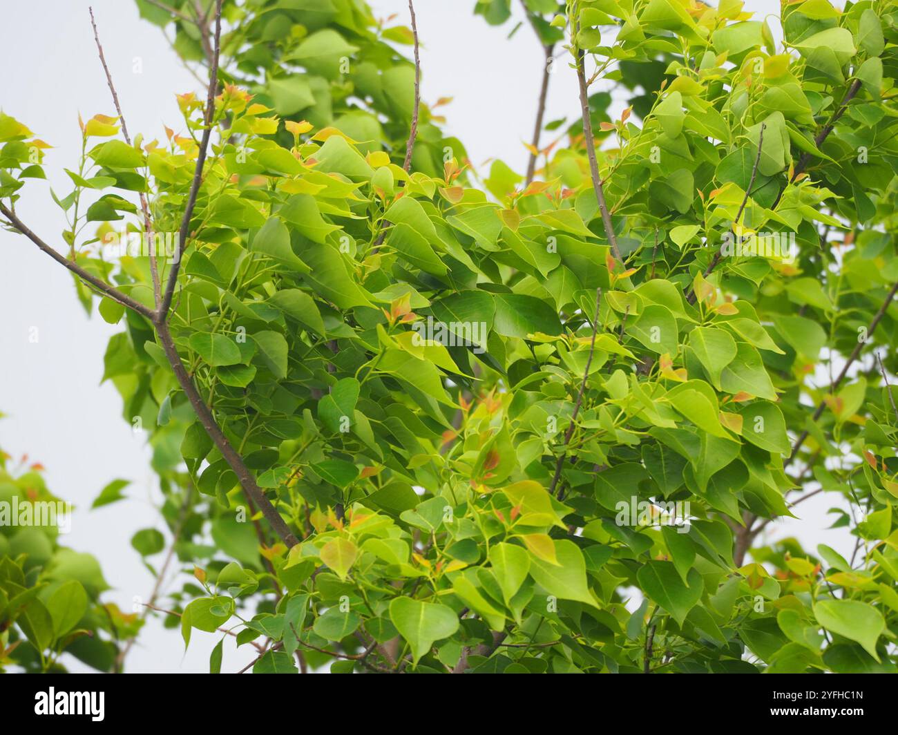 Chinese Tallow (Triadica sebifera Stock Photo - Alamy