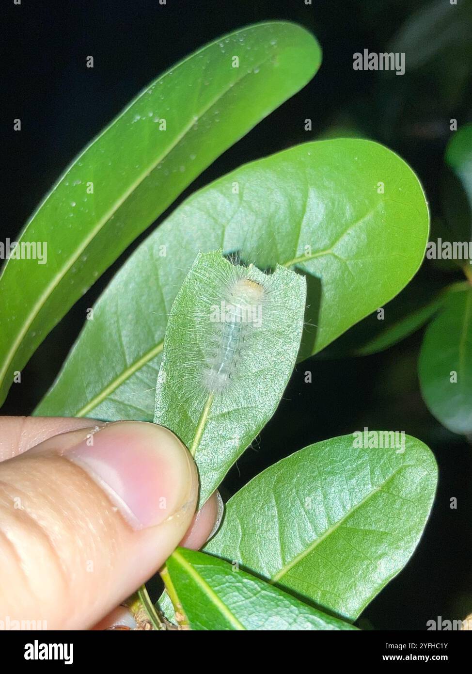 Laugher Moth (Charadra deridens Stock Photo - Alamy