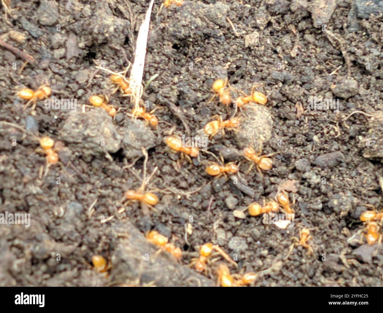 Citronella Ants, Fuzzy Ants, and Allies (Lasius Stock Photo - Alamy