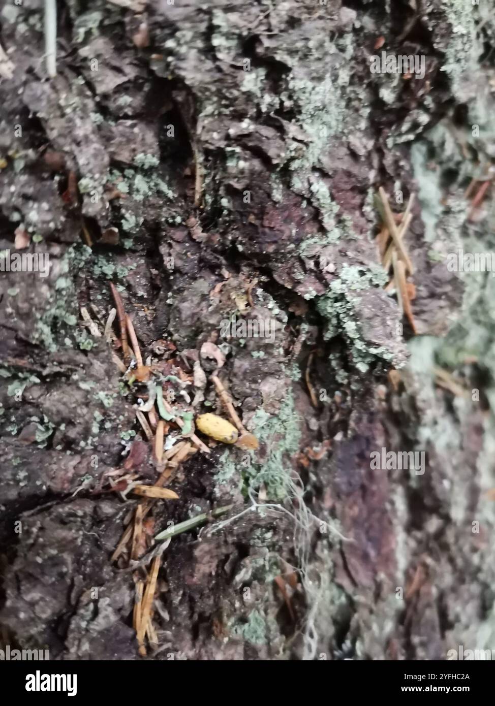 Siberian Flying Squirrel (Pteromys volans Stock Photo - Alamy