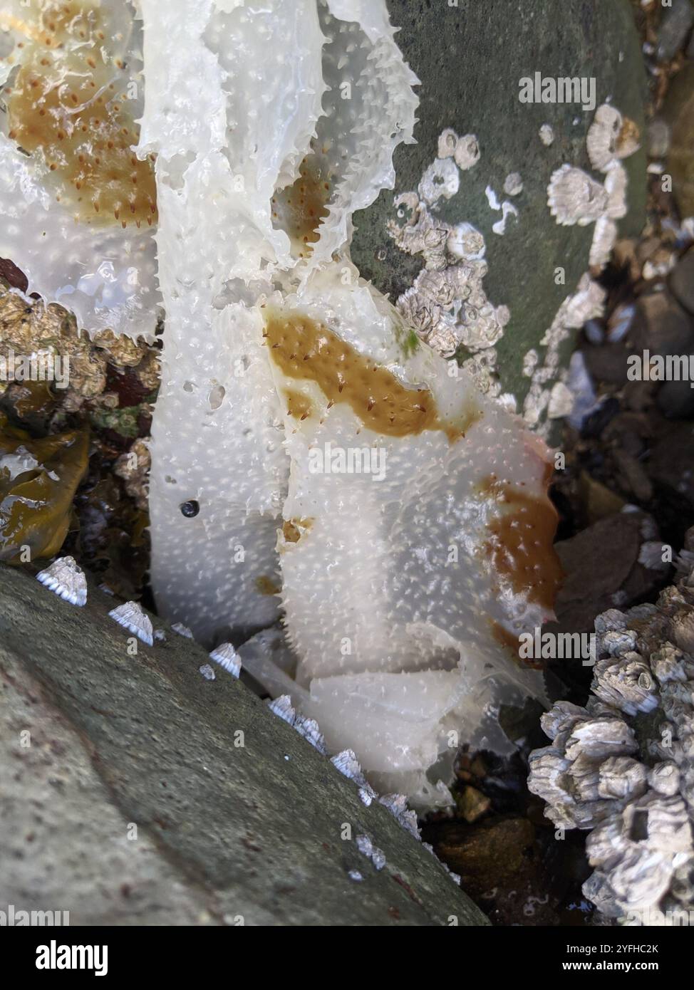 Turkish Towel (Chondracanthus exasperatus Stock Photo - Alamy