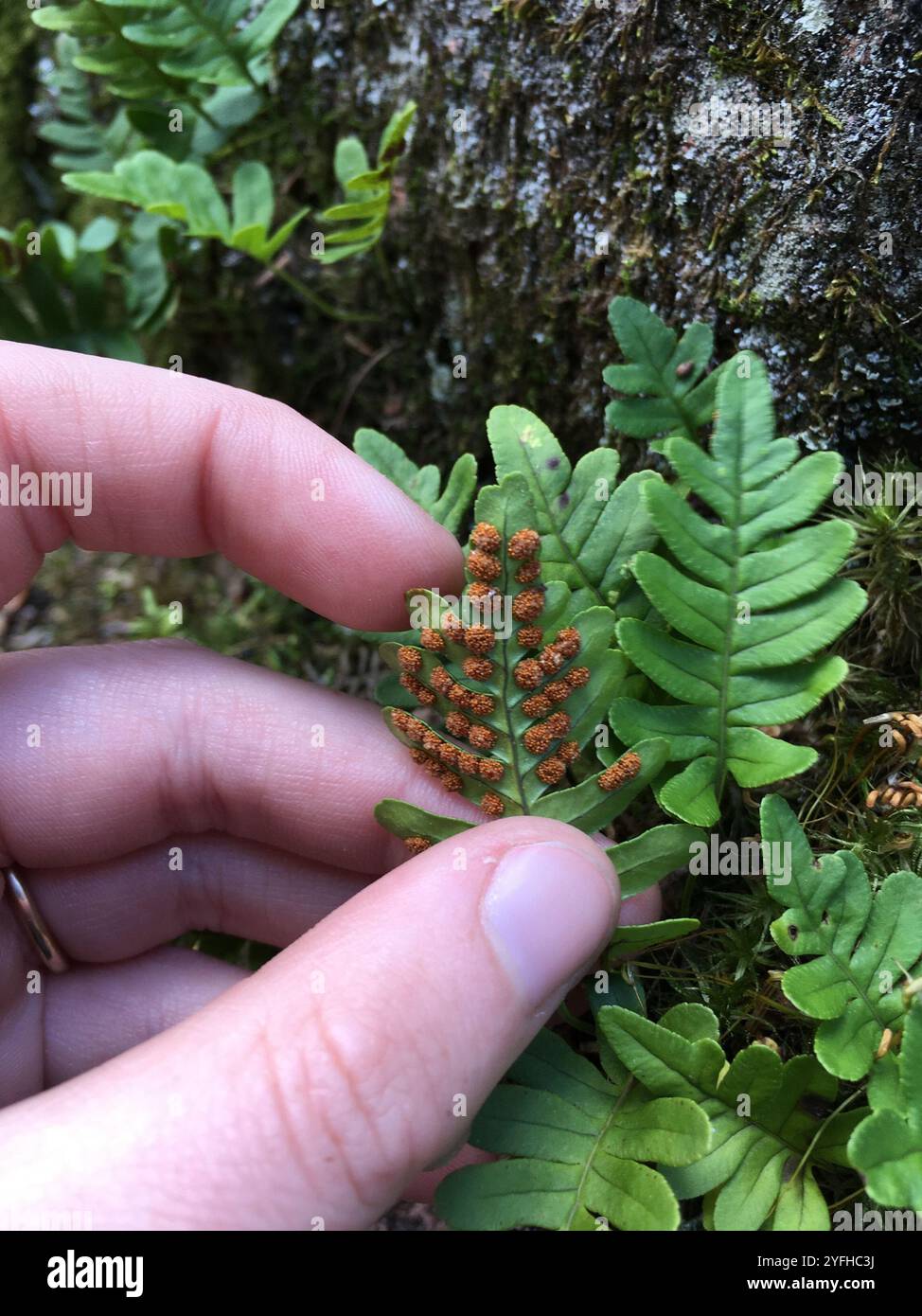 rock polypody (Polypodium virginianum Stock Photo - Alamy