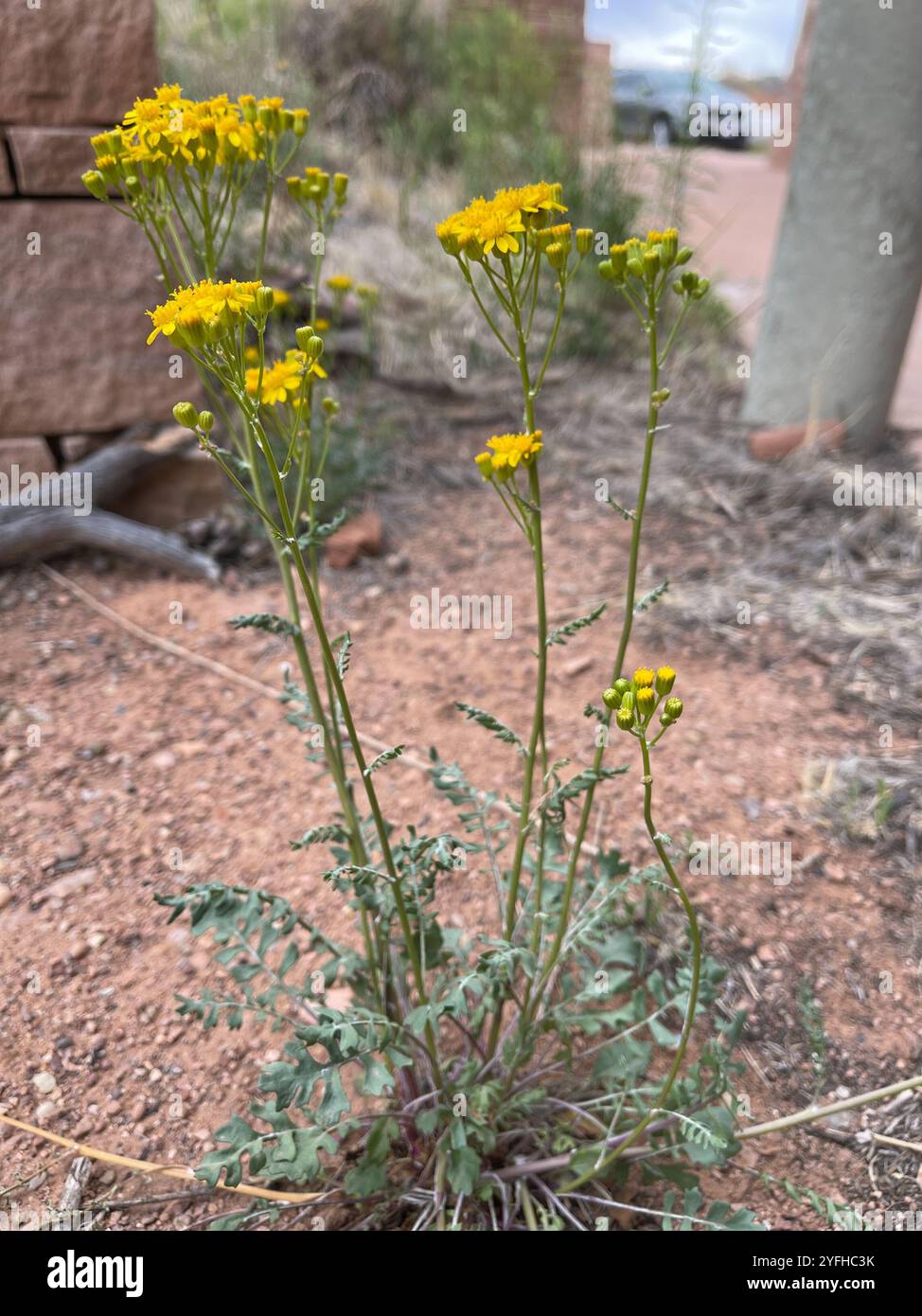 Multilobata hi-res stock photography and images - Alamy