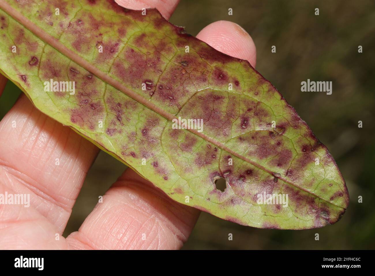 Ramularia hi-res stock photography and images - Alamy