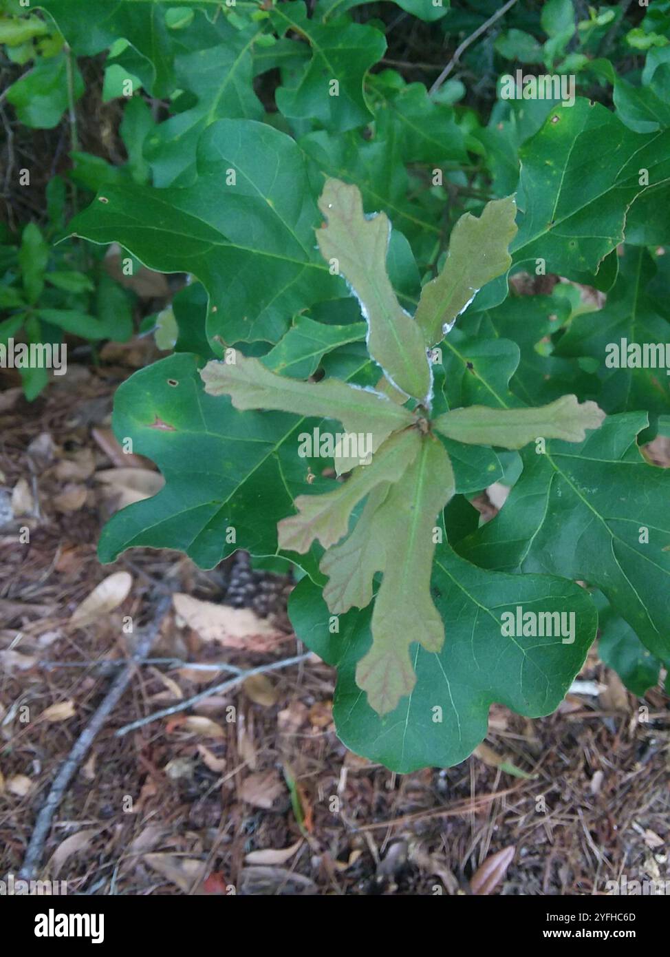 post oak (Quercus stellata Stock Photo - Alamy