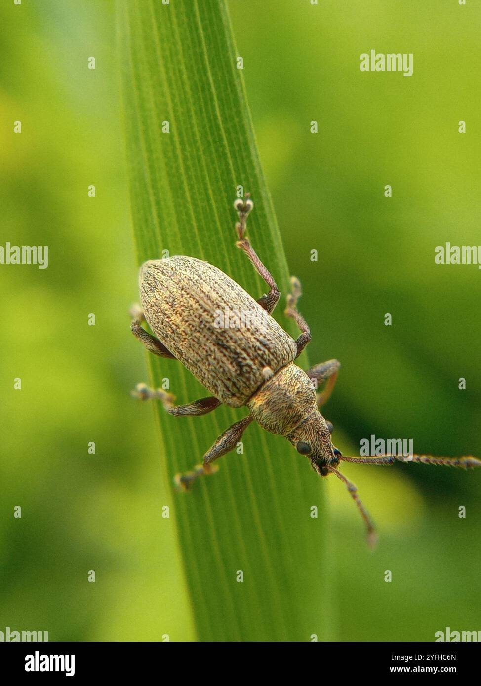 Common Leaf Weevil (Phyllobius pyri Stock Photo - Alamy