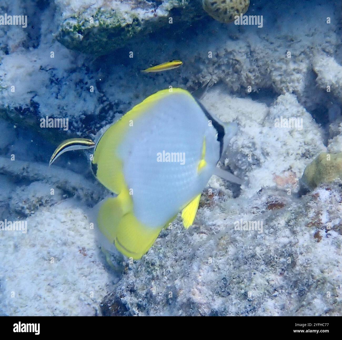 Spotfin Butterflyfish (Chaetodon ocellatus Stock Photo - Alamy
