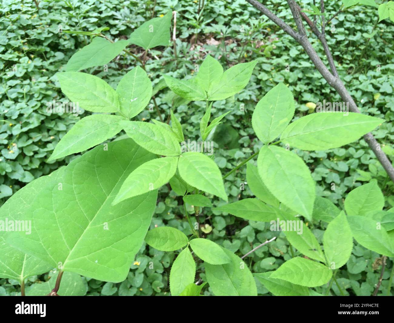 American bladdernut hi-res stock photography and images - Alamy