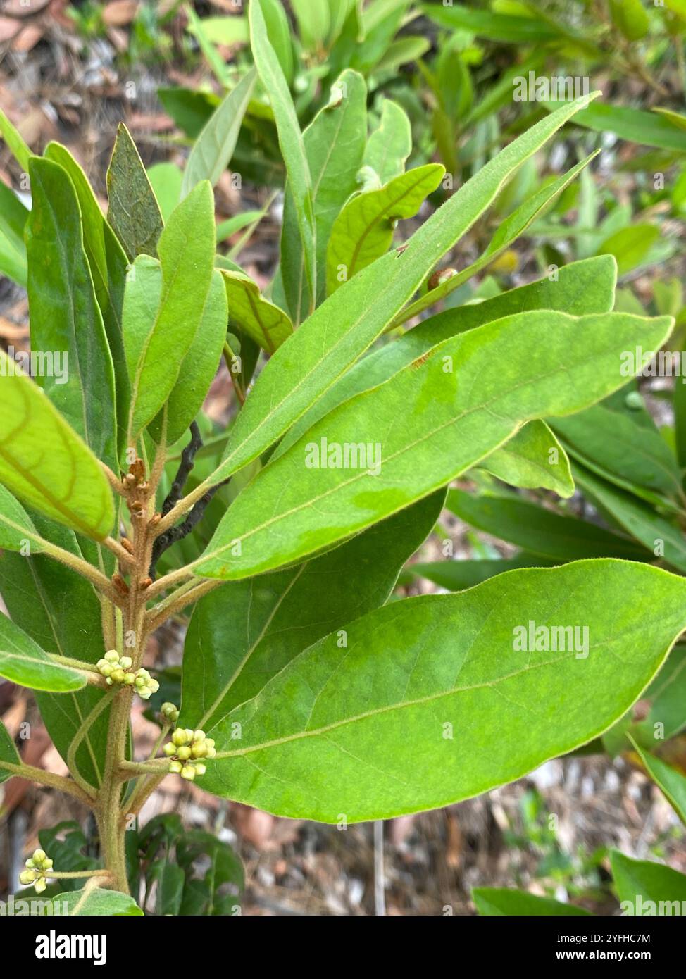 Swamp Bay (Persea palustris Stock Photo - Alamy