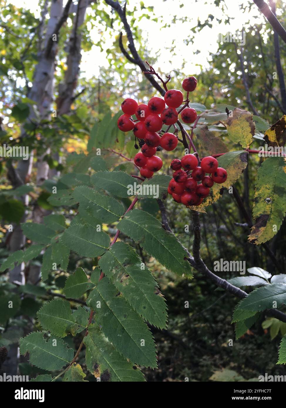 showy mountain-ash (Sorbus decora Stock Photo - Alamy