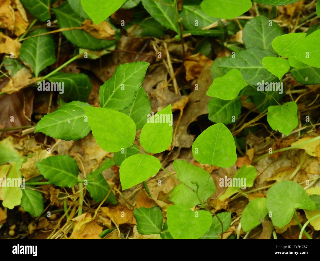 American hog-peanut (Amphicarpaea bracteata Stock Photo - Alamy